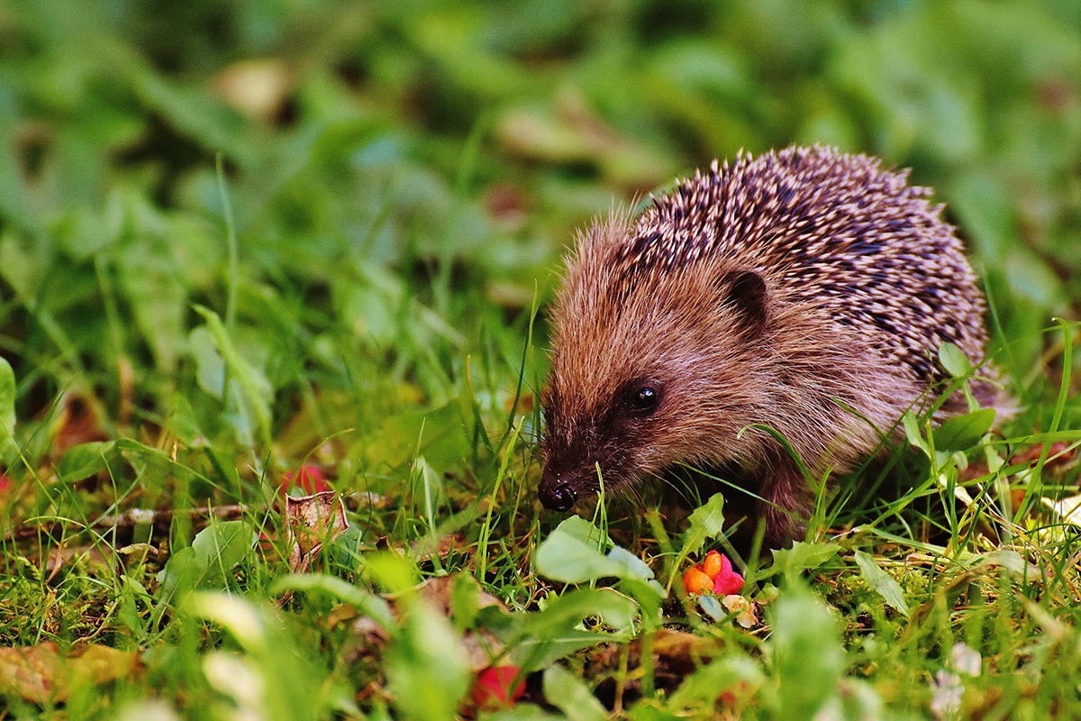 Bromley becomes idverde's latest 'hedgehog-friendly' contract - idverde