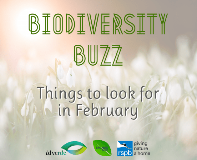 Things To Look For In February - idverde