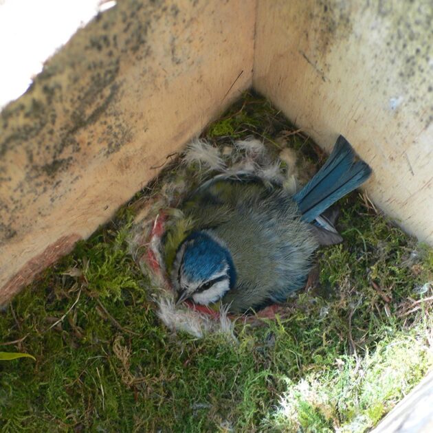Bumper Number Of Bird Boxes For National Nest Box Week - idverde
