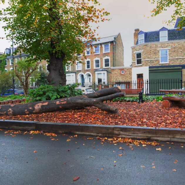 West Hackney Recreation Ground - idverde Arboriculture