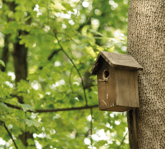 Biodiversity Buzz | Building a Nest Box for Nest Box Week - idverde