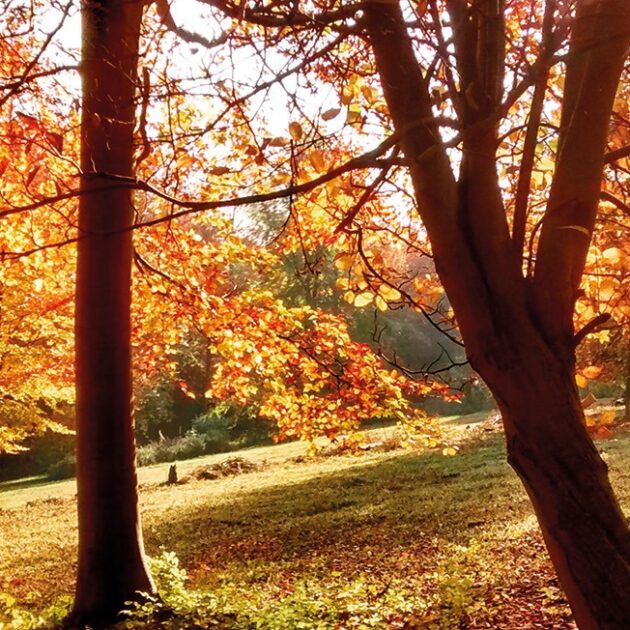 Measuring the Value of Trees - idverde