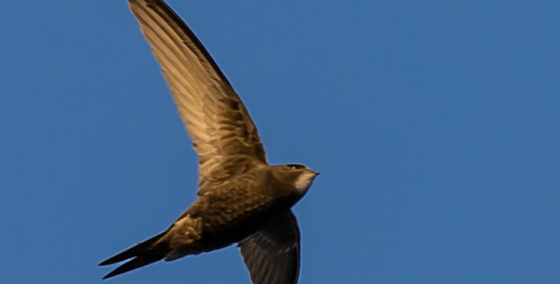 Endangered Species Day – idverde Team up with the RSPB to Save the ...