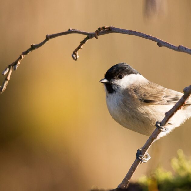 idverde is celebrating six years of partnership with RSPB - idverde